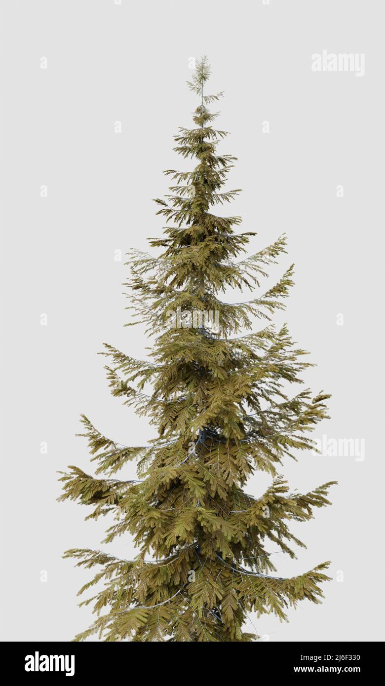 Treetop of Abies guatemalensis pine tree on isolated white background ...