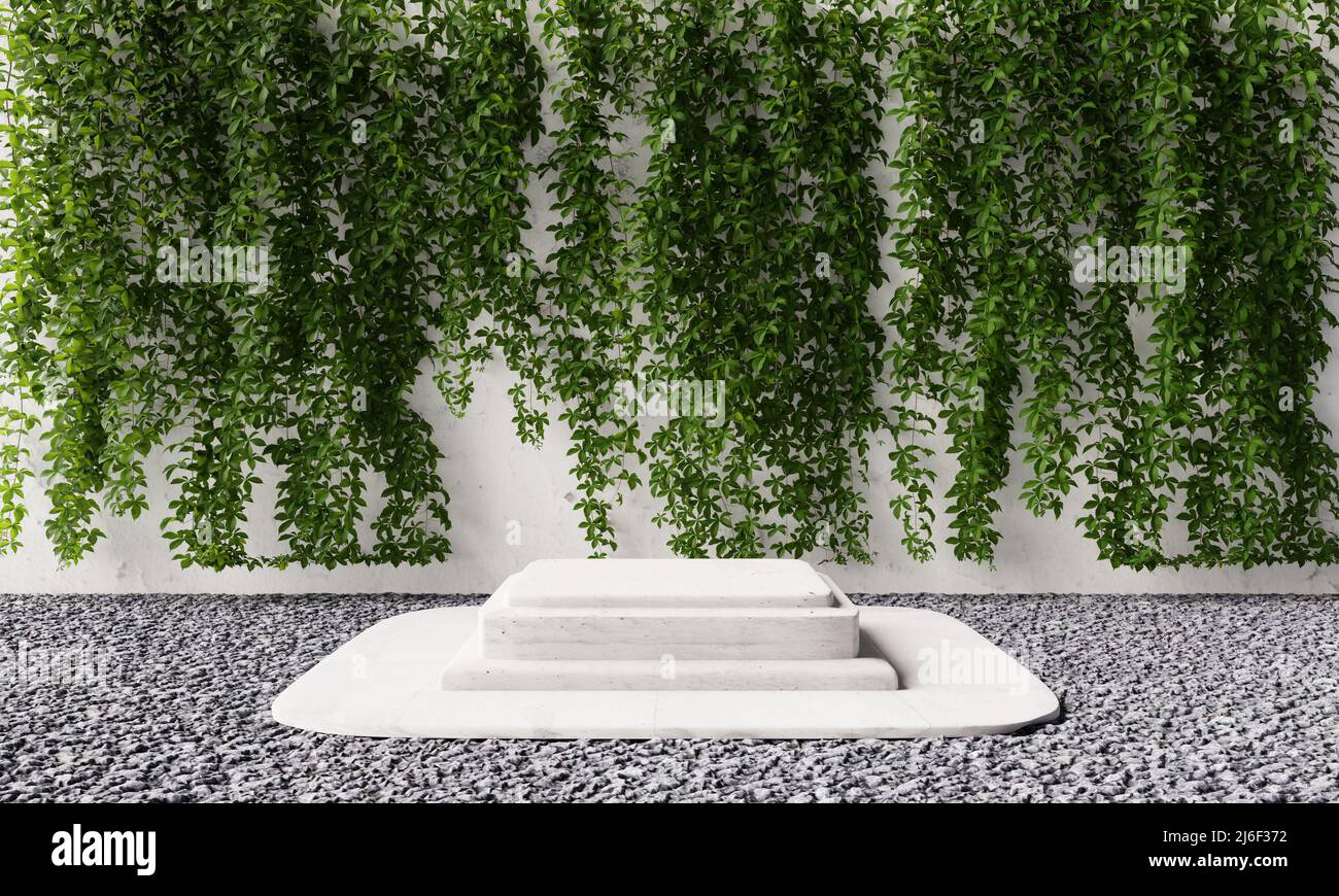 Rectangle stone podium platform with natural green vine creeper in ...