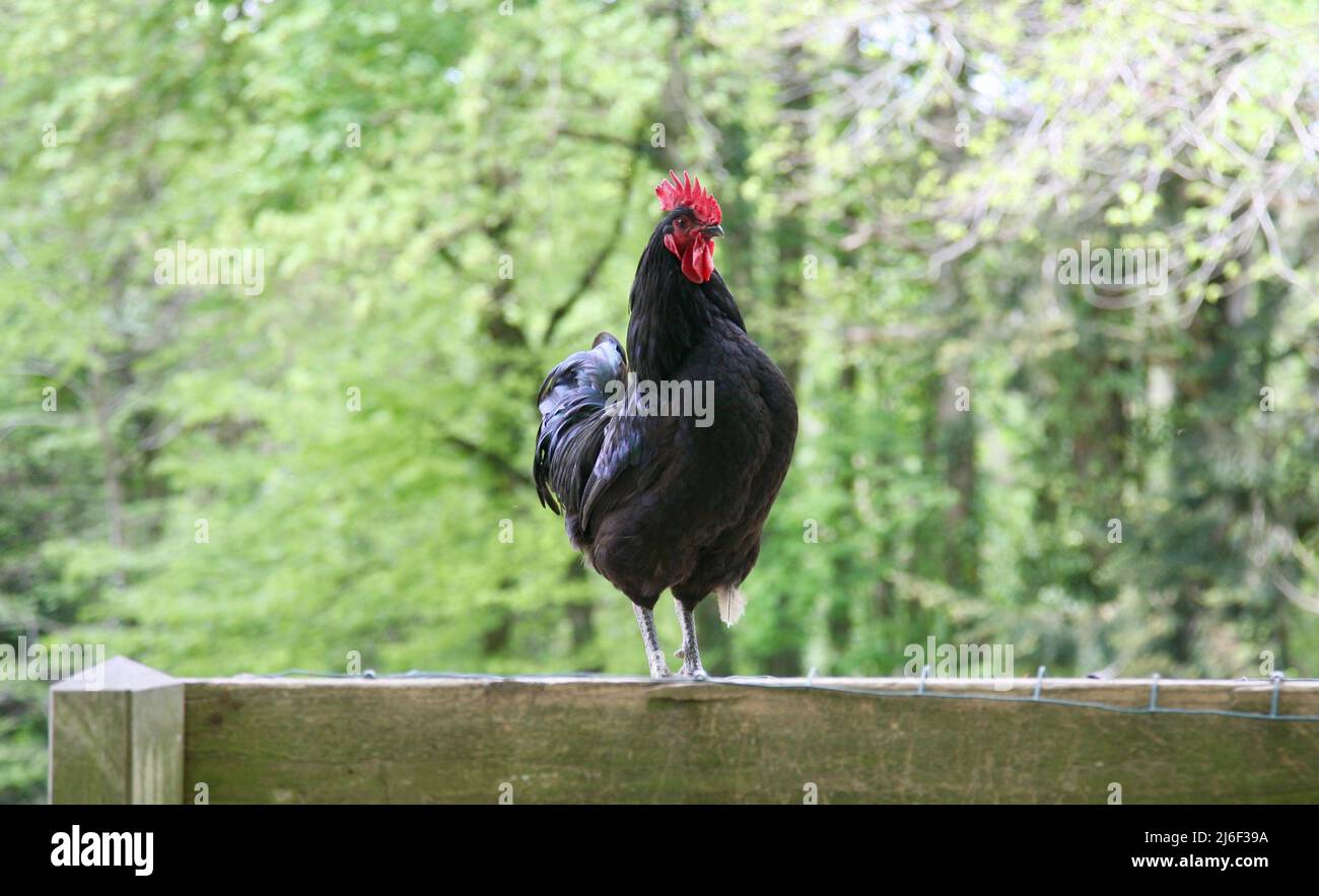 A black cockerel Stock Photo - Alamy