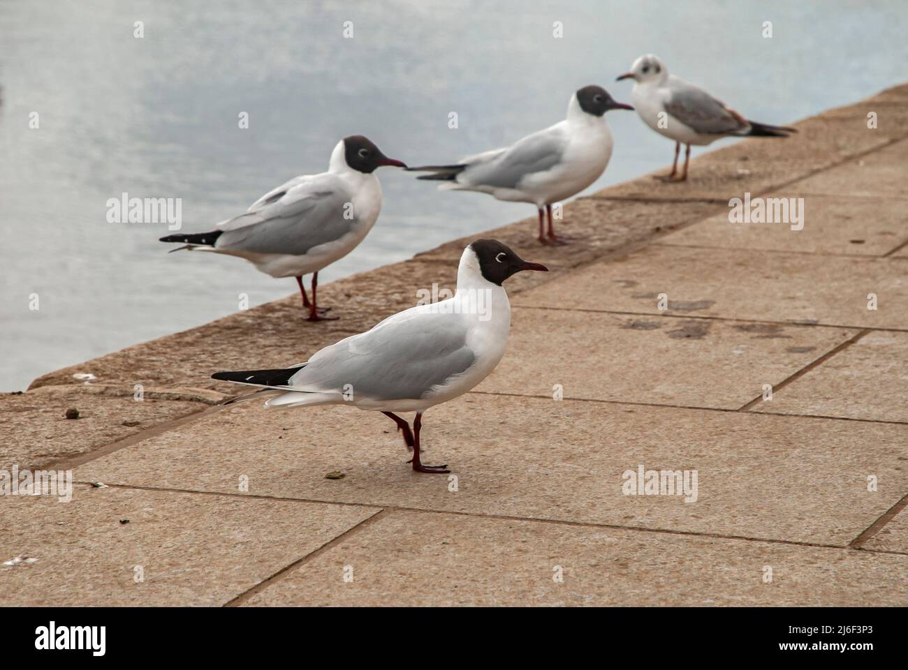 Seagull on river bank hi-res stock photography and images - Alamy