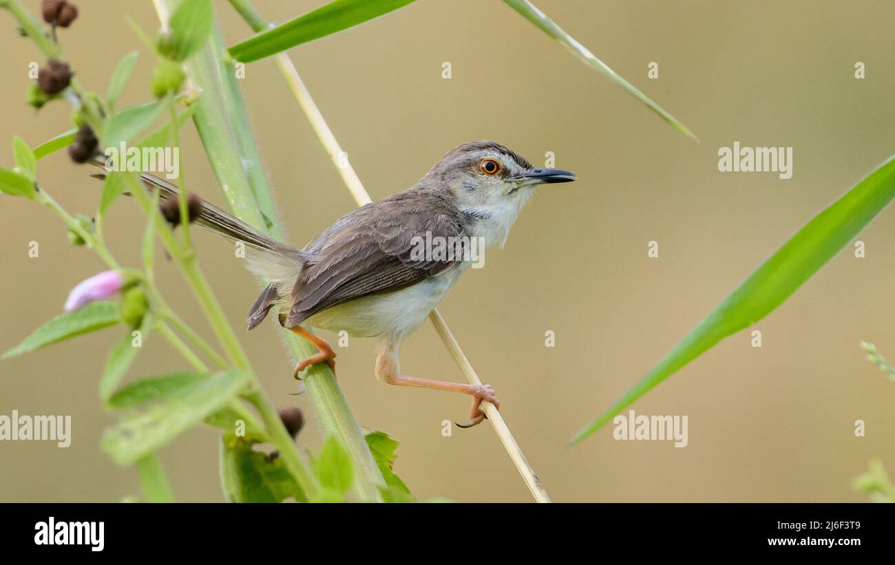 White browed prinia hi-res stock photography and images - Alamy