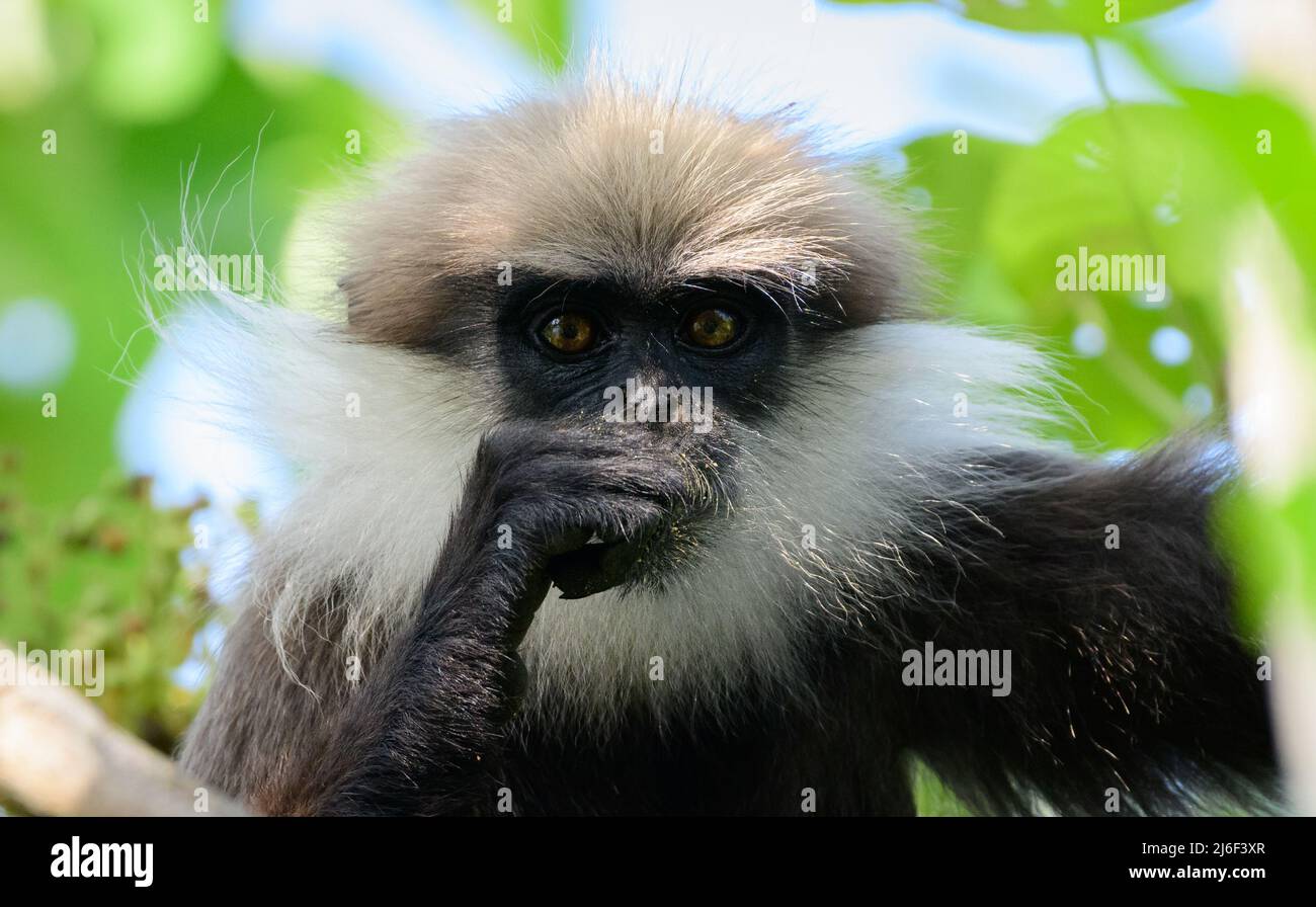 Western purple-faced langur (trachypithecus vetulus nestor) looking at ...