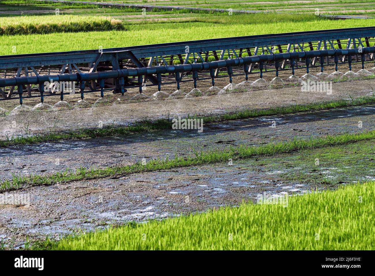 Irrigation system in function watering of rice field. Modern pipe and ...