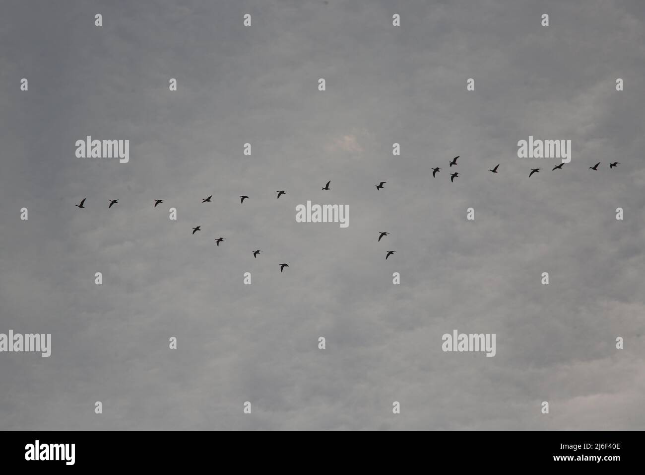 V shaped formation hi-res stock photography and images - Alamy