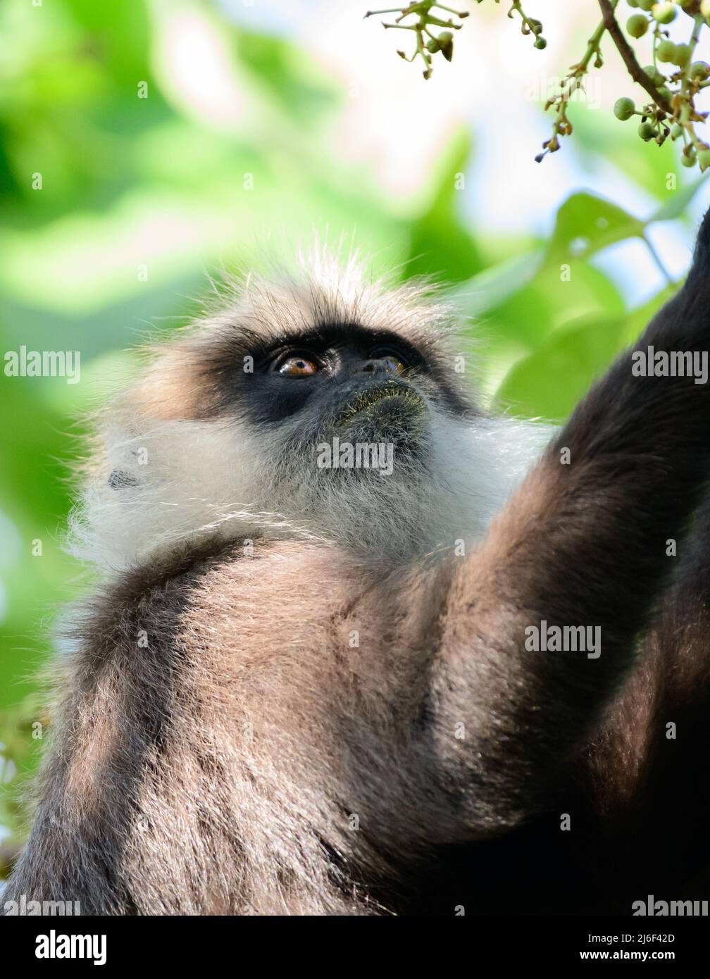 Hungry purple-faced langur monkey looking at the wild fruits in the ...
