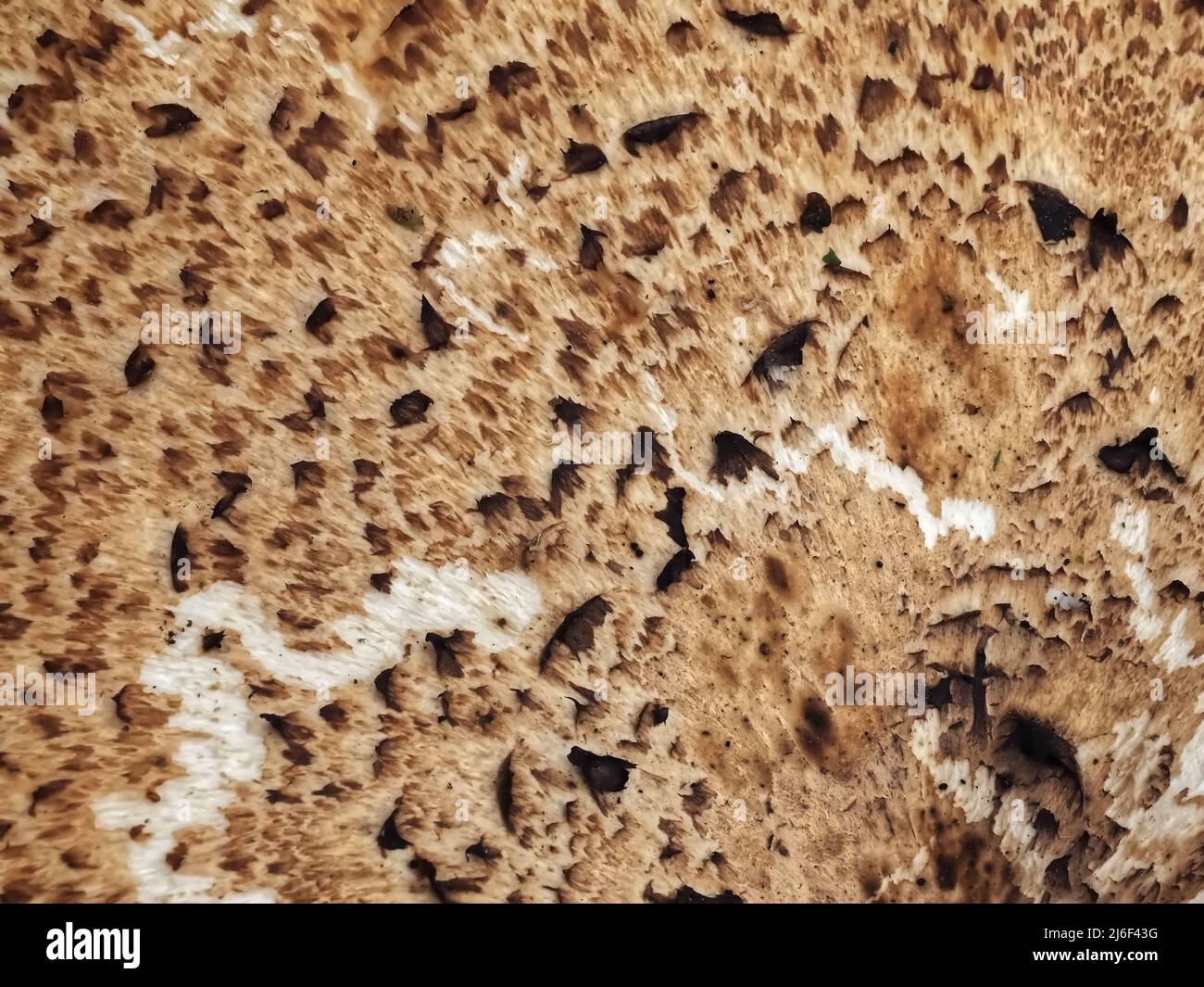 Fungal patterns hi-res stock photography and images - Alamy
