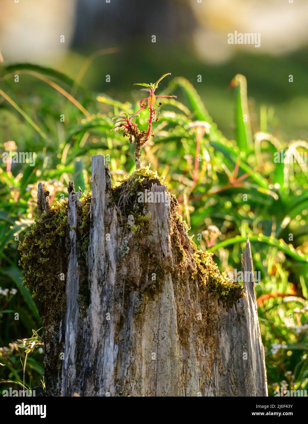 New growth from a dead tree hi-res stock photography and images - Alamy