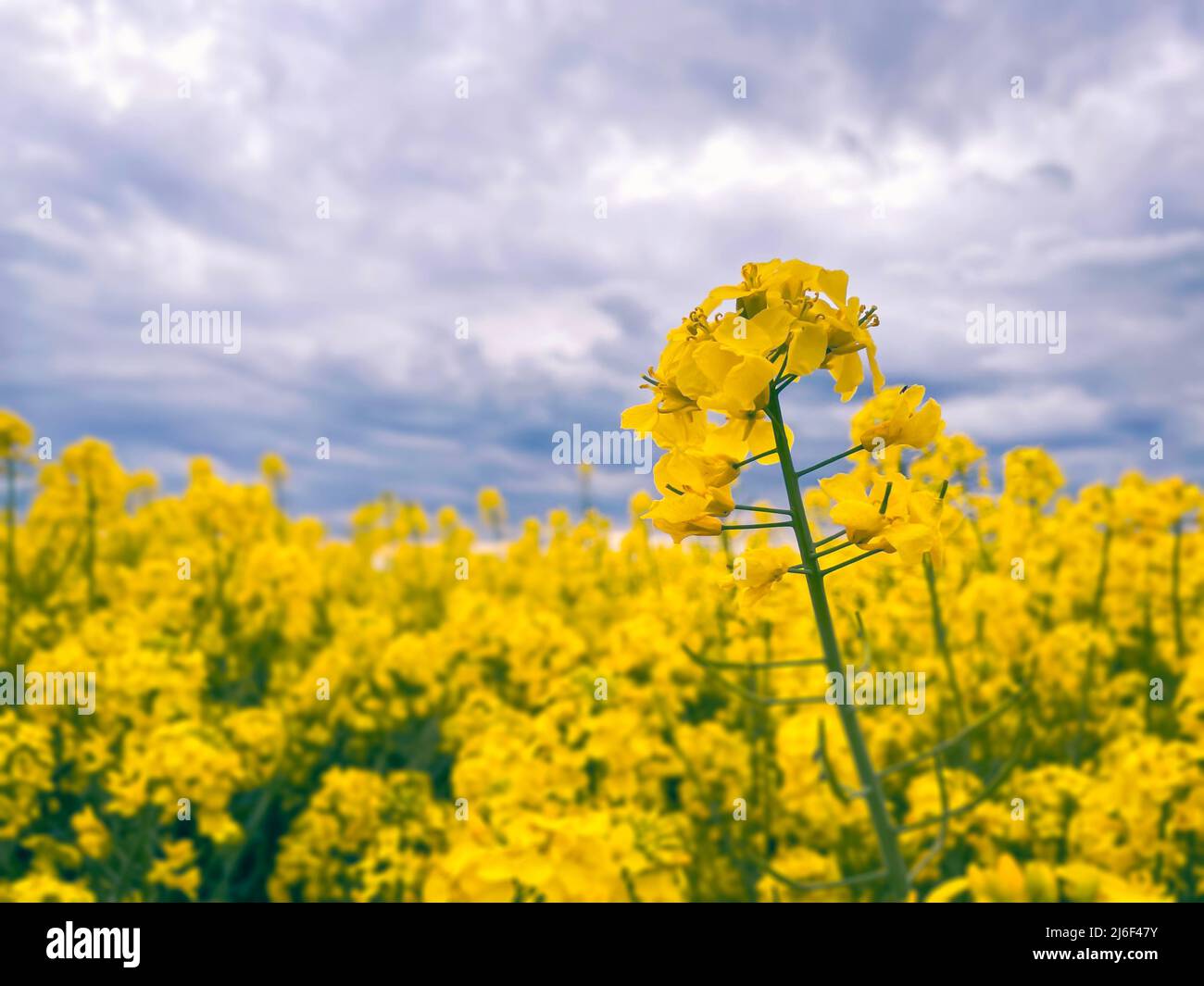 Rapeseed flowers field with dramatic sky colorful rapeseed crops 2022 ...