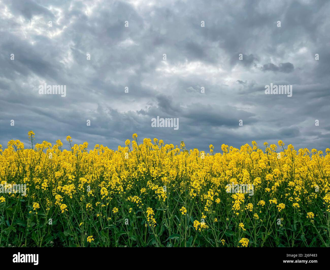 Rapeseed flowers field with dramatic sky colorful rapeseed crops 2022 ...