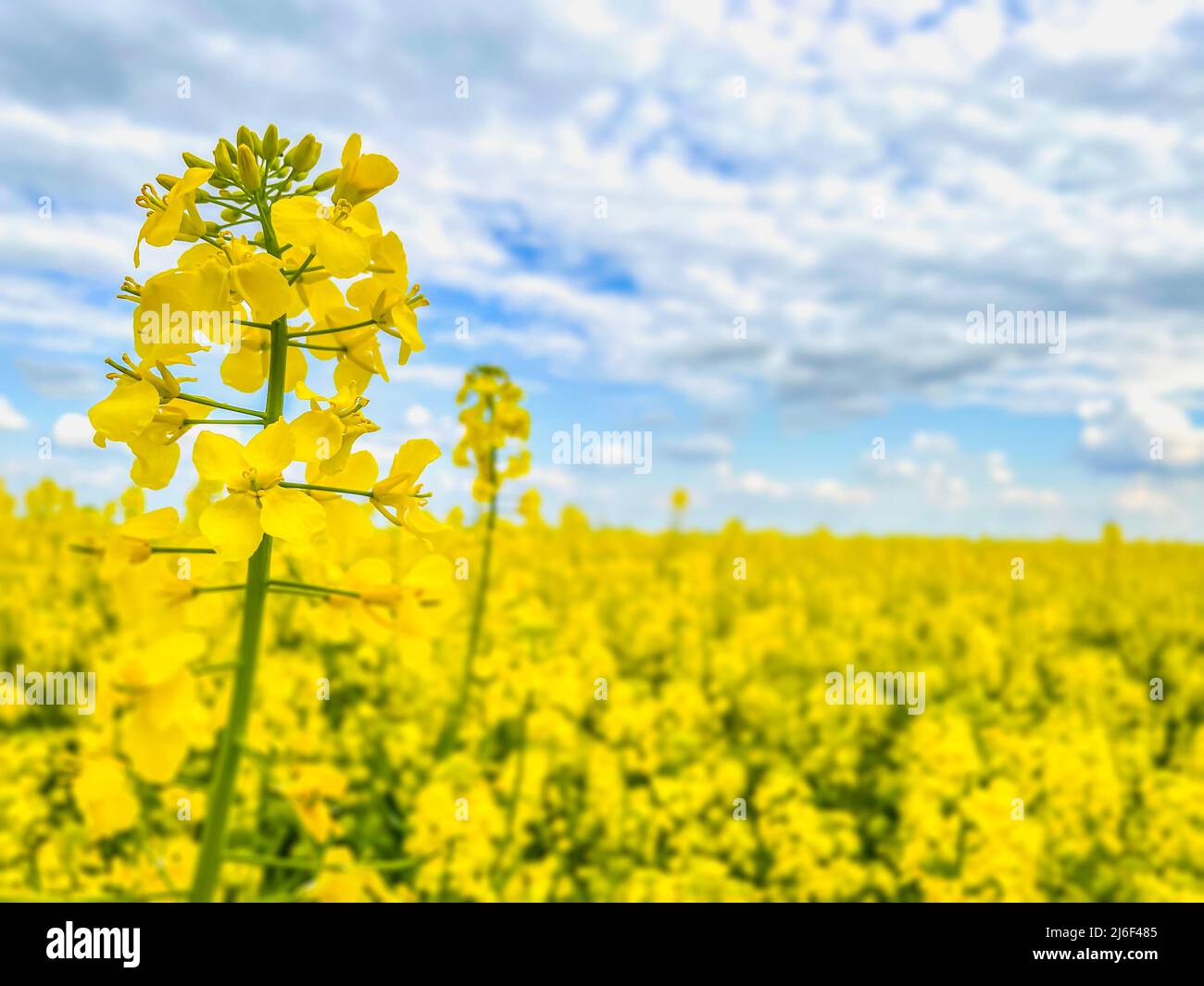 Rapeseed flowers field with dramatic sky colorful rapeseed crops 2022 ...