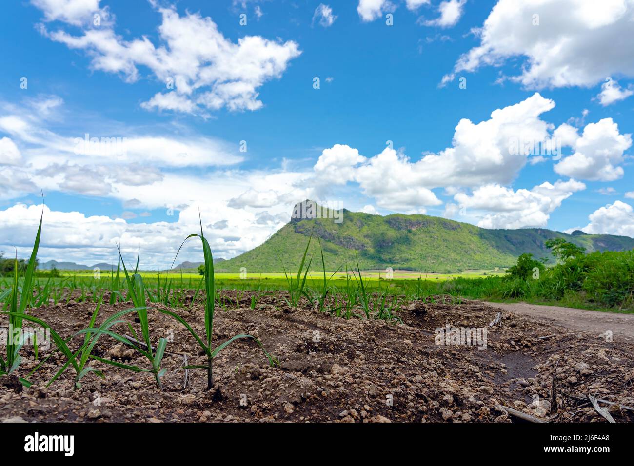 Scenery view of sugarcane saplings in planting fields near mountain in ...