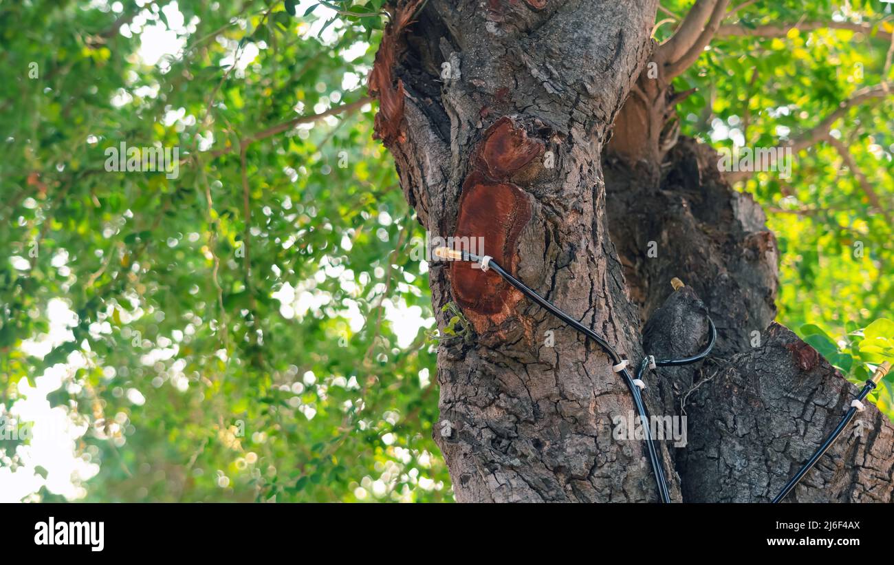 Brass mist nozzles or sprinklers for spraying water spray on trees ...