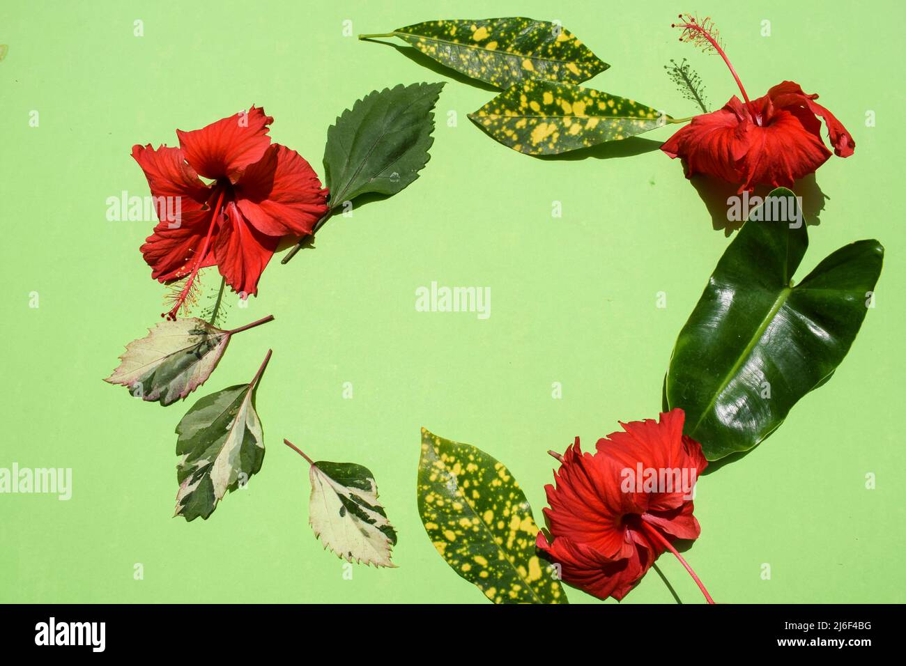 Flower background with blank space to write text font and wishes. Green ...