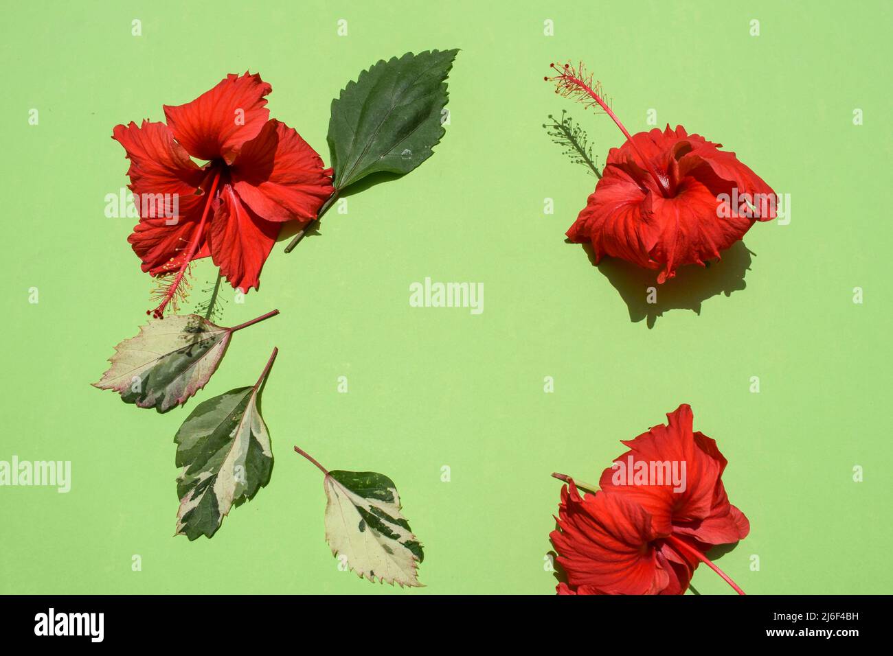 Flower background with blank space to write text font and wishes. Green ...