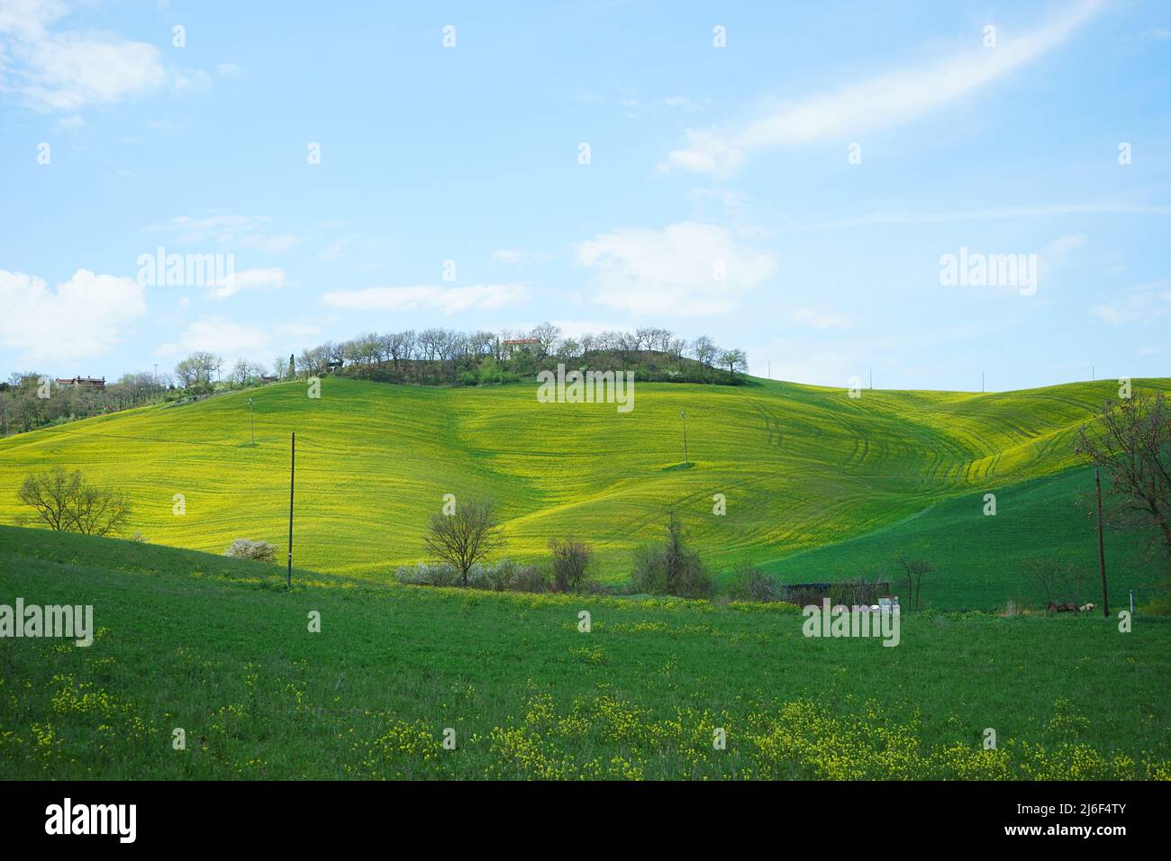 Typical hilly Tuscan countryside in Val d’Orcia with yellow blooming ...