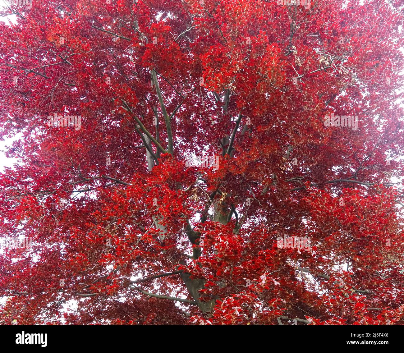 Red copper european breech tree sylvatica forma purpurea Stock Photo ...