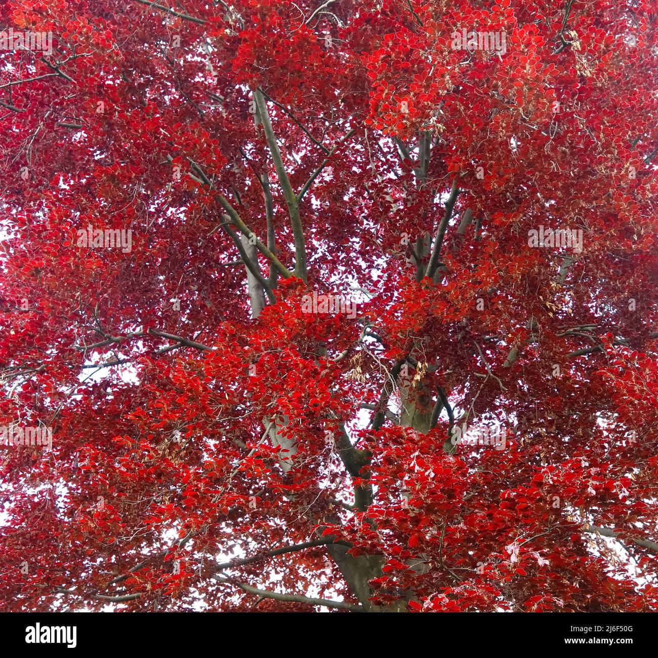 Red copper european breech tree sylvatica forma purpurea Stock Photo ...