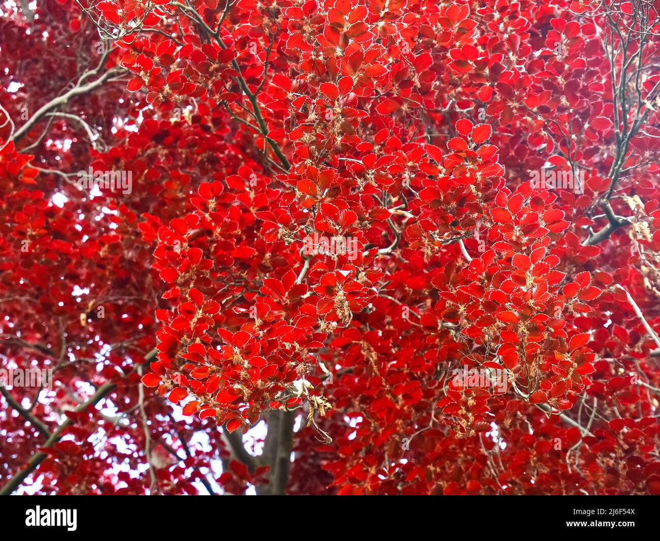Red copper european breech tree sylvatica forma purpurea Stock Photo ...