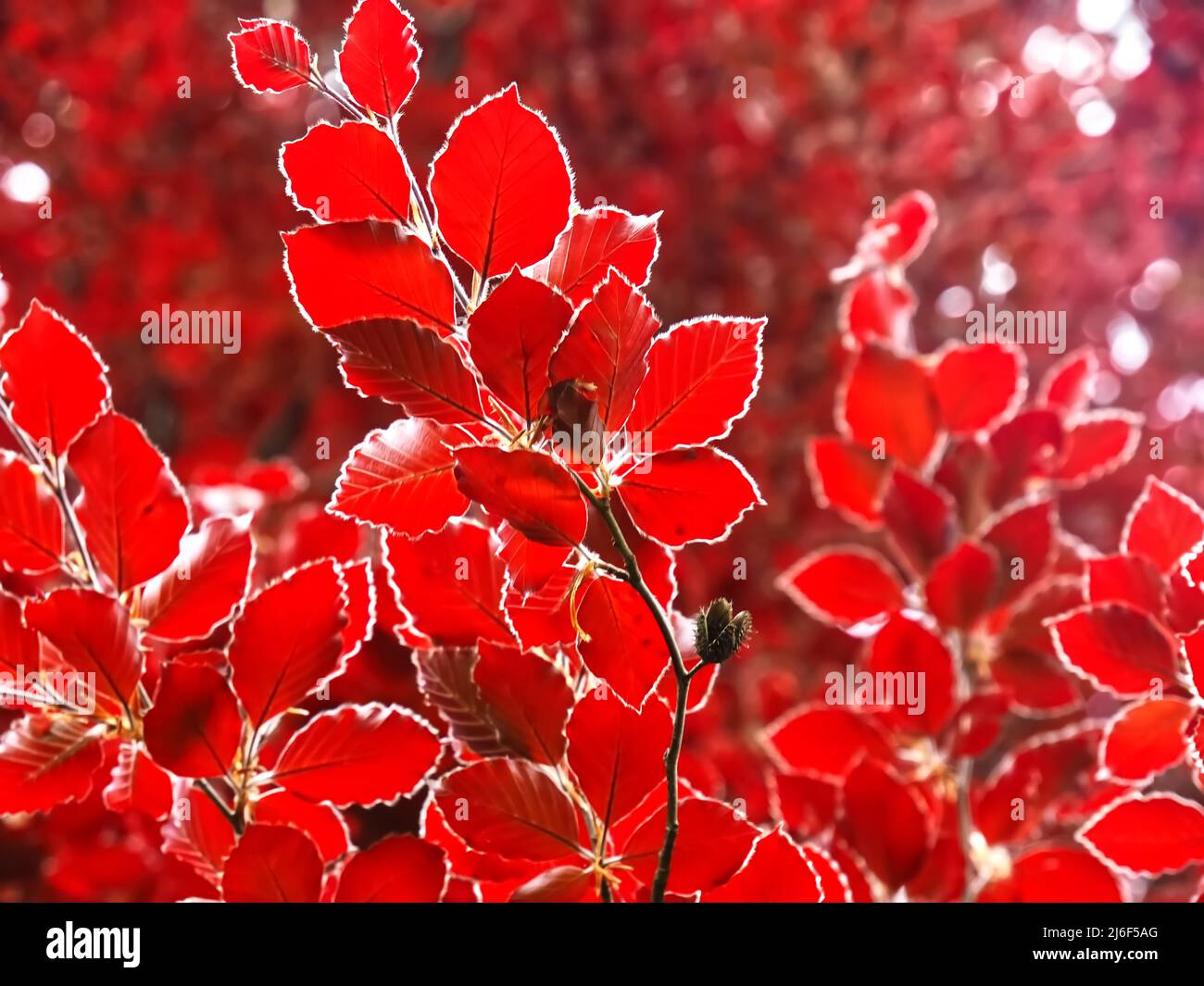 Red copper european breech tree sylvatica forma purpurea Stock Photo ...