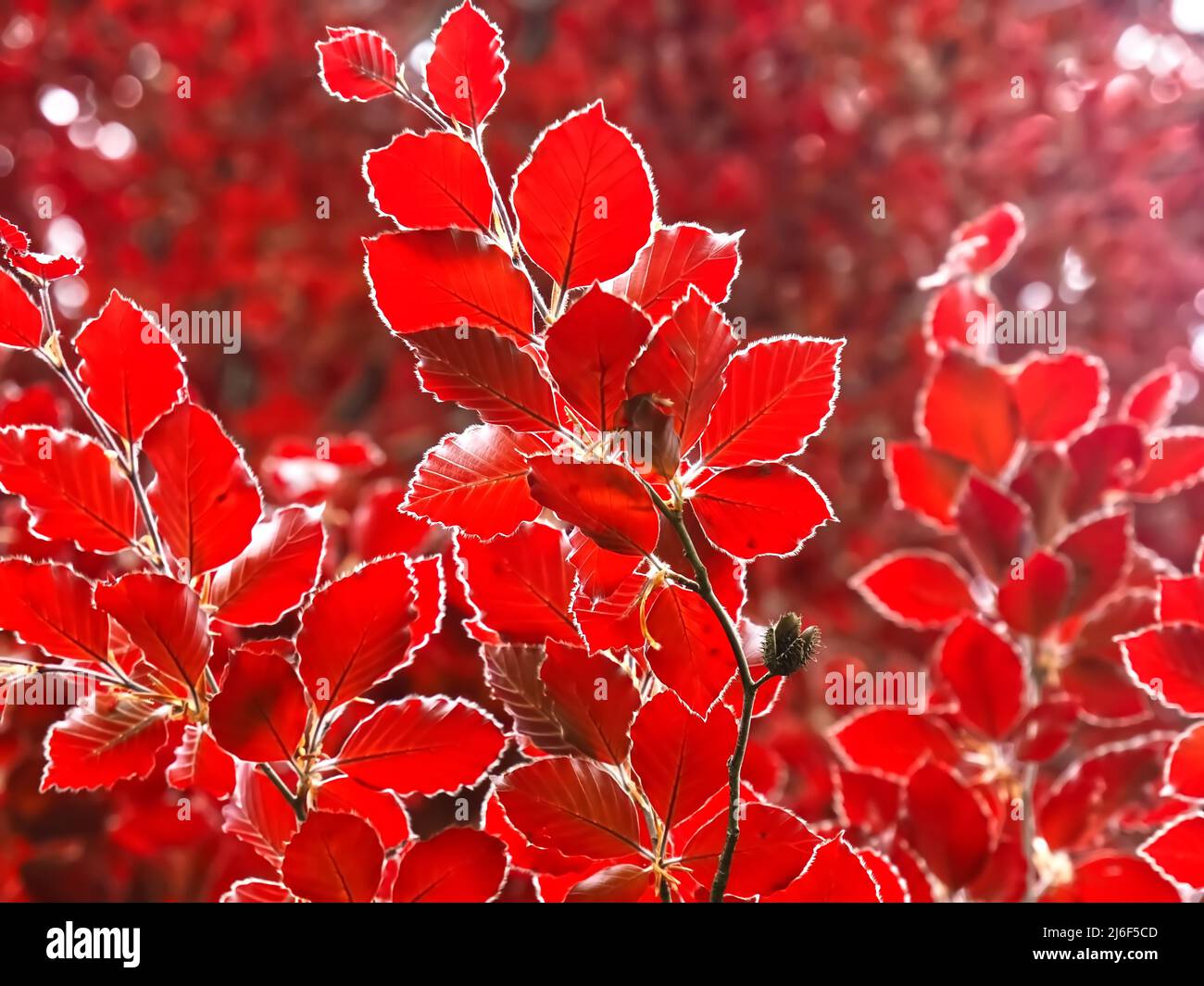 Breech tree hi-res stock photography and images - Alamy