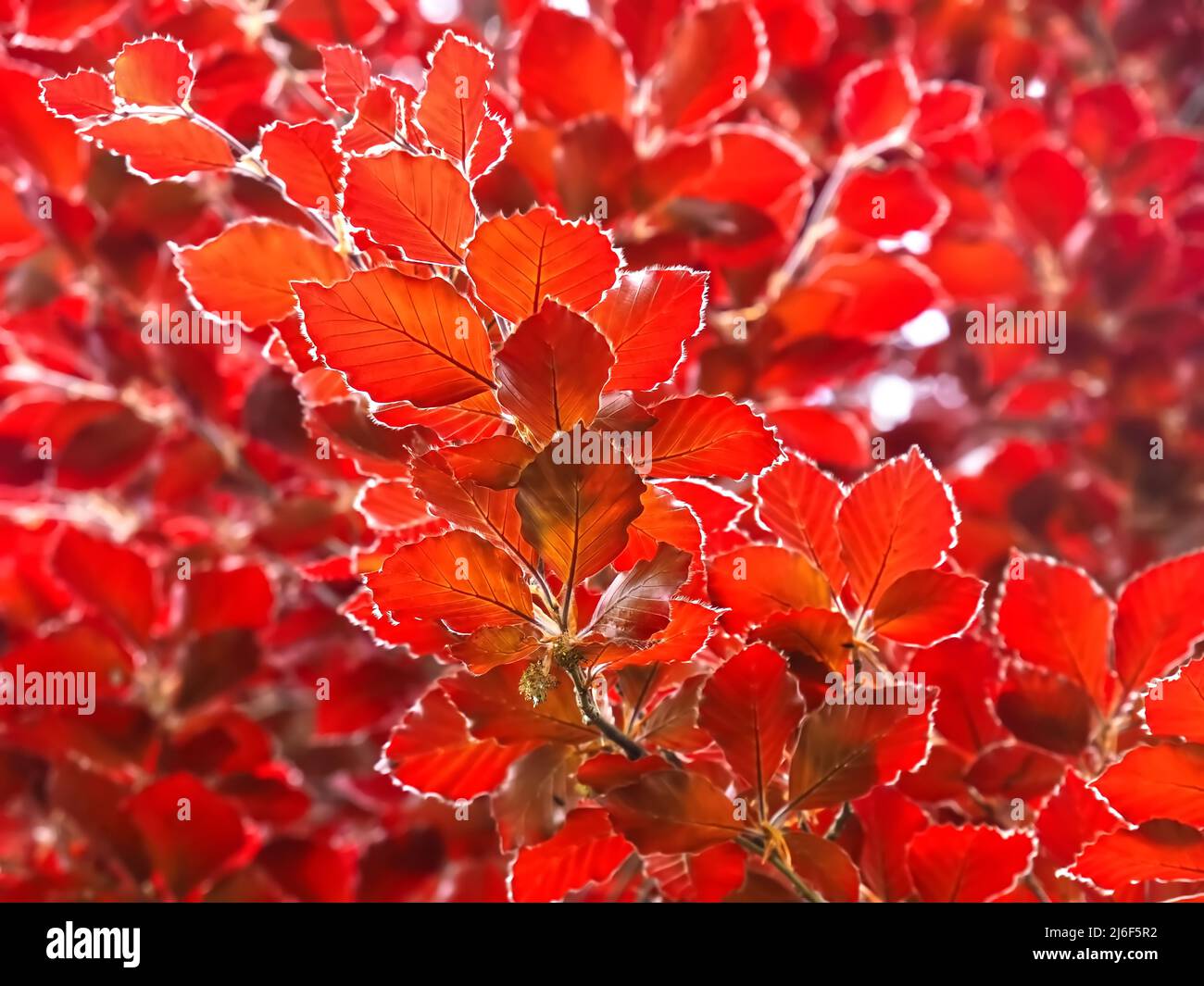 Red copper european breech tree sylvatica forma purpurea Stock Photo ...