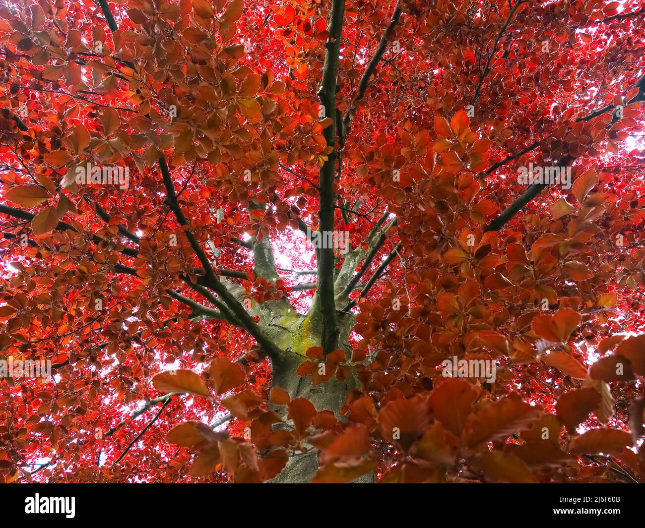 Red copper european breech tree sylvatica forma purpurea Stock Photo ...