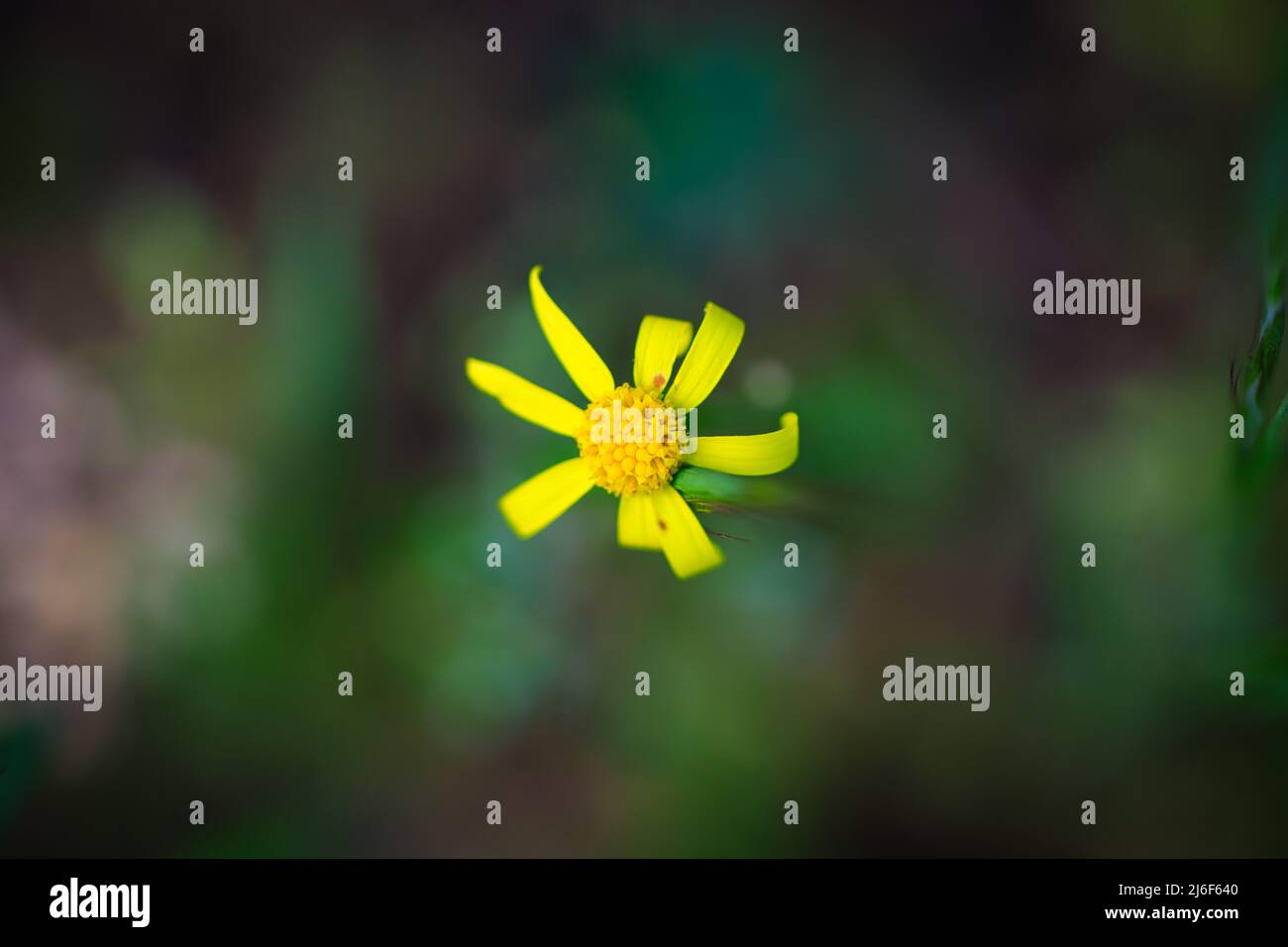 One Little Yellow Wild Flower With Blurred Background Stock Photo - Alamy