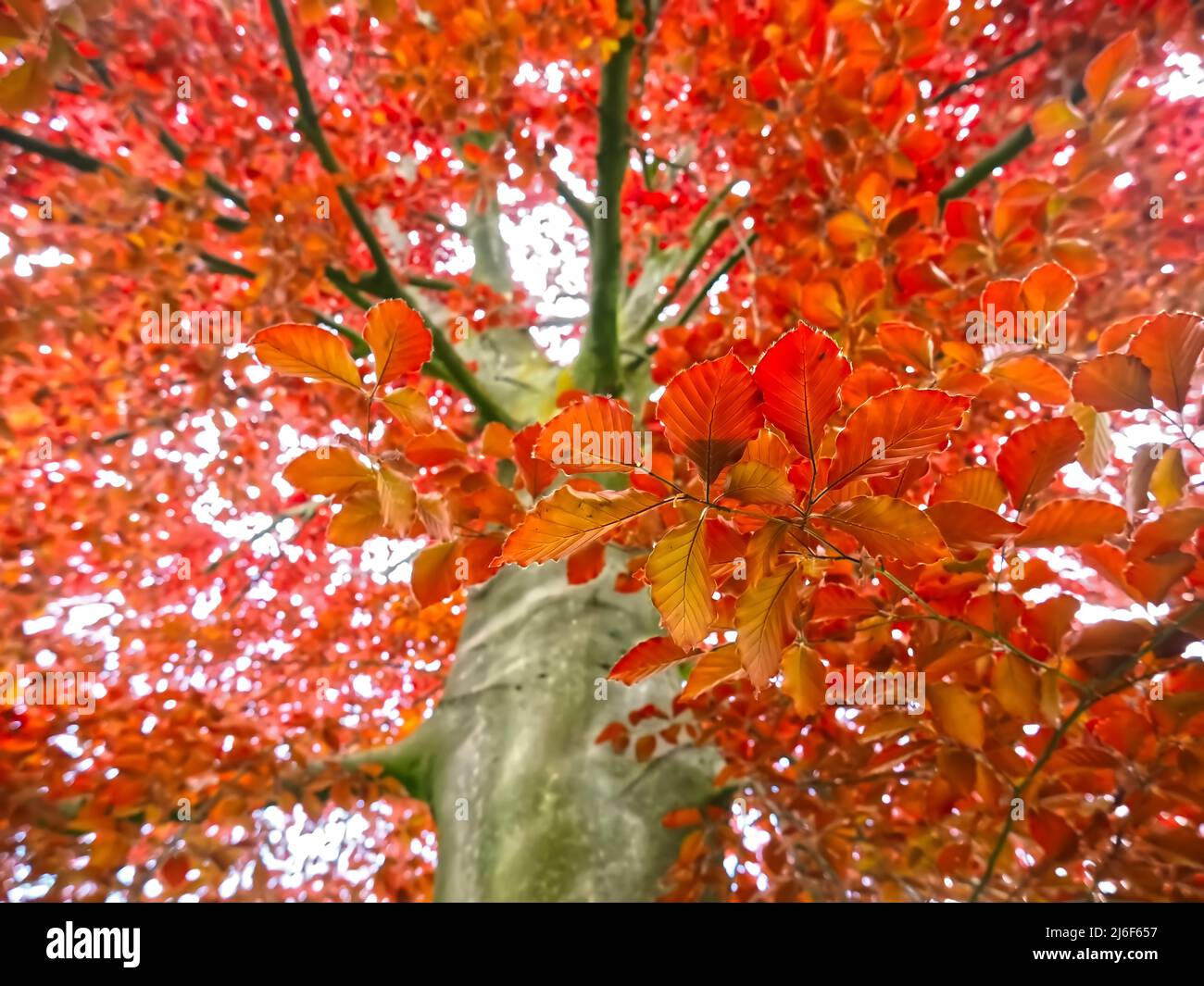 Red copper european breech tree sylvatica forma purpurea Stock Photo ...