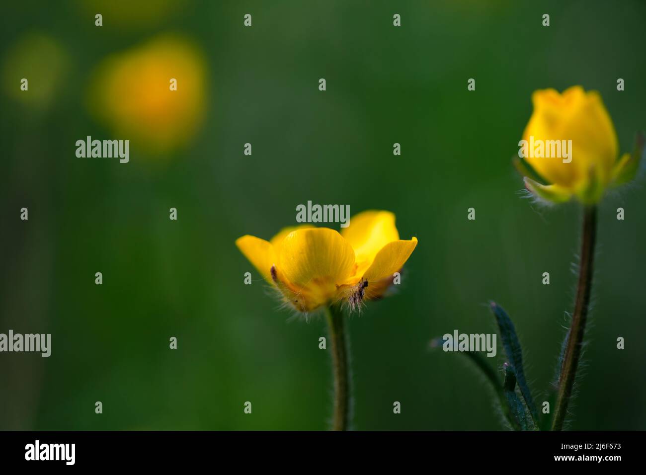 Yellow wild flowers hi-res stock photography and images - Alamy
