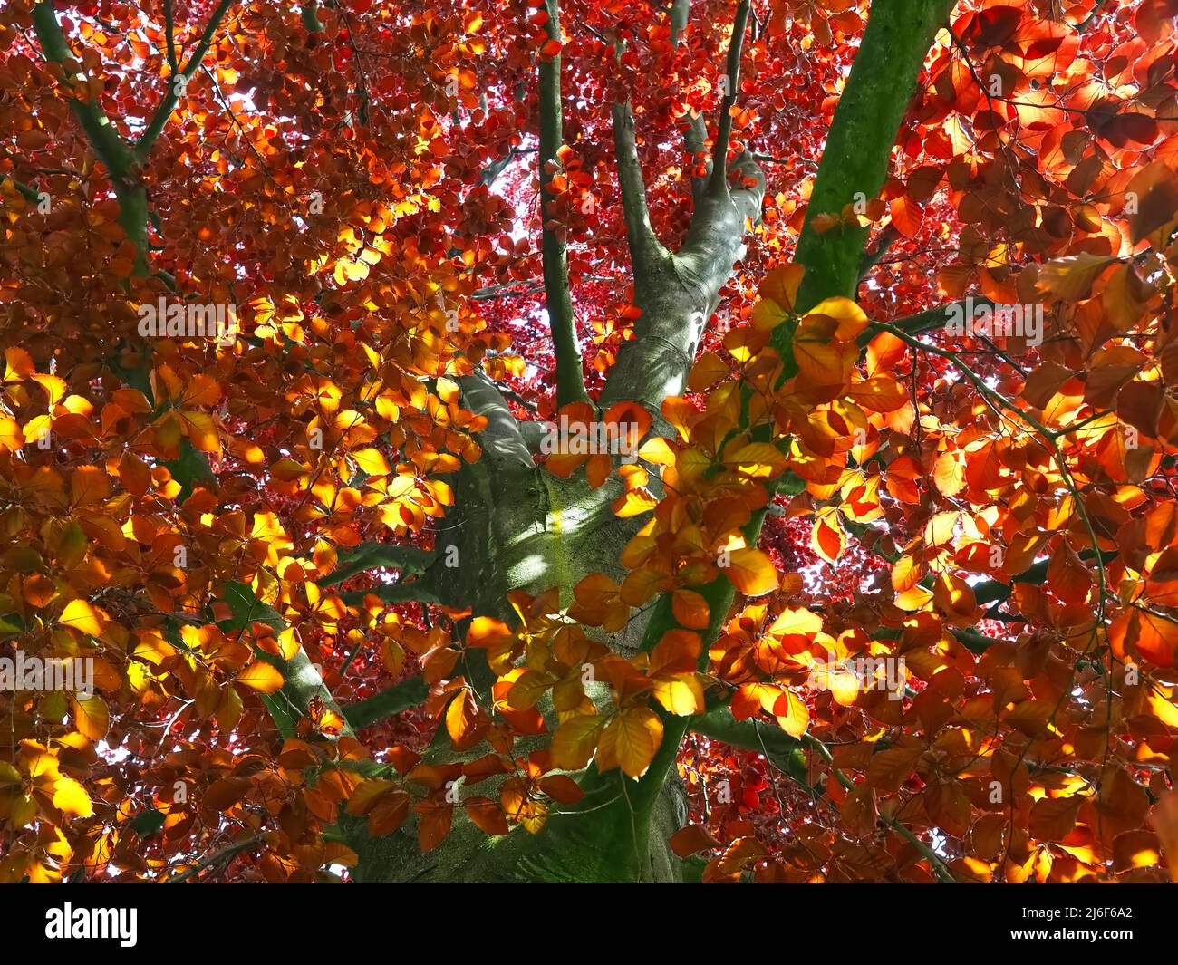Red copper european breech tree sylvatica forma purpurea Stock Photo ...
