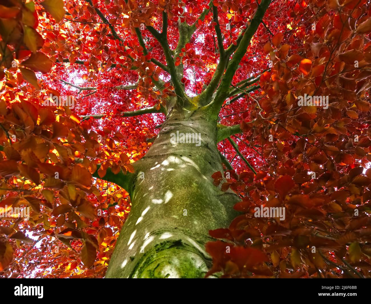 Breech tree hi-res stock photography and images - Alamy
