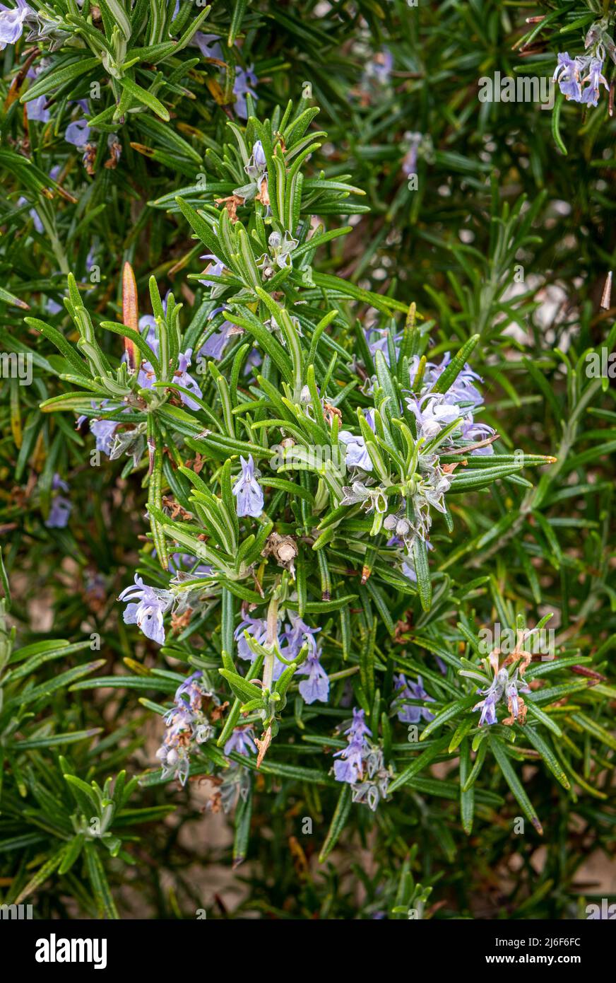 Rosemary tree hi-res stock photography and images - Alamy