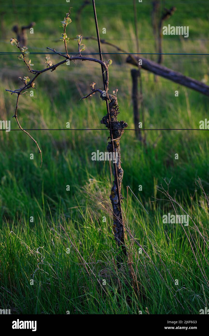 Grapevine Plant With Little Green Leaves In Spring Time Stock Photo - Alamy