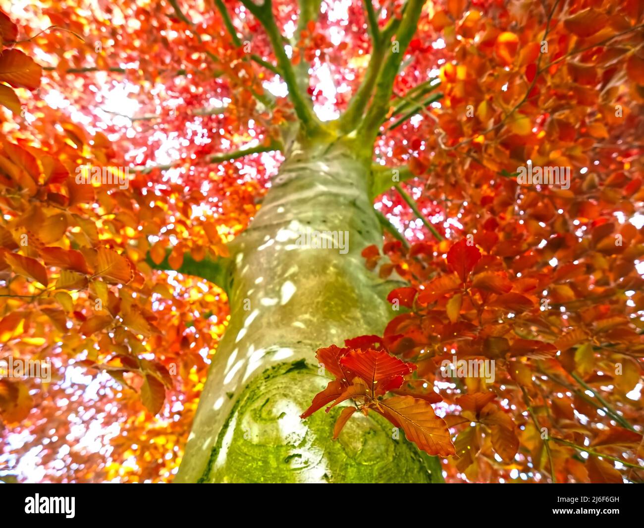 Red copper european breech tree sylvatica forma purpurea Stock Photo ...