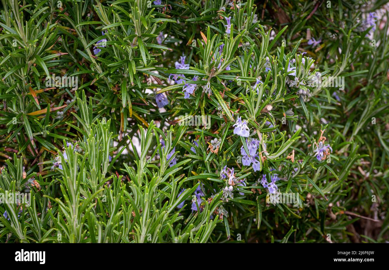 Rosemary bush in bloom in a garden Stock Photo - Alamy