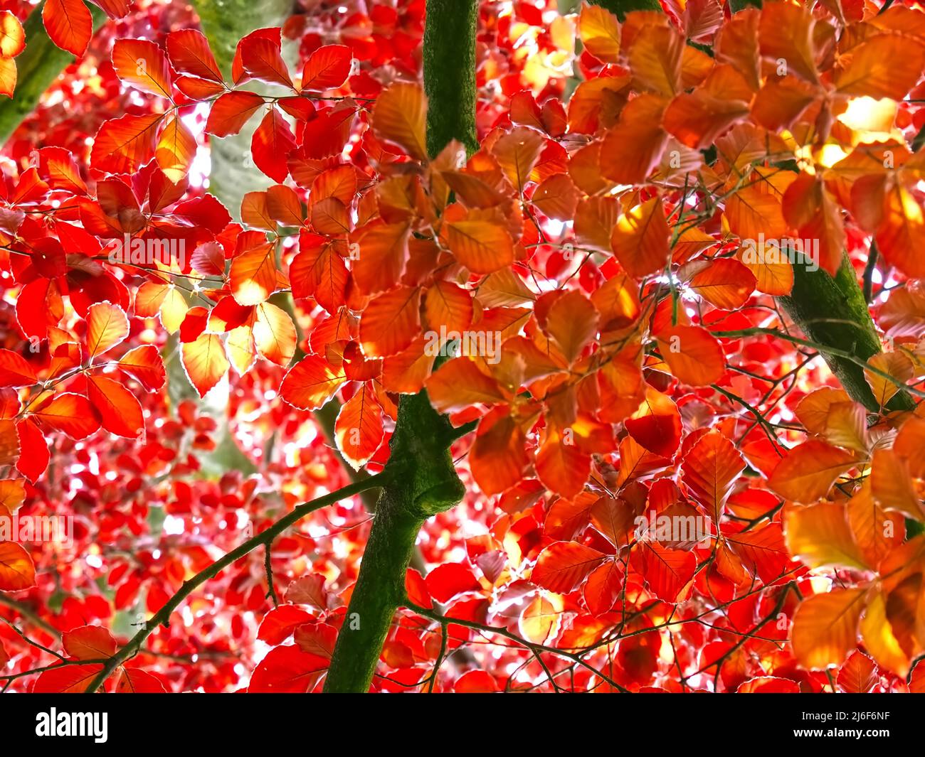 Red copper european breech tree sylvatica forma purpurea Stock Photo ...