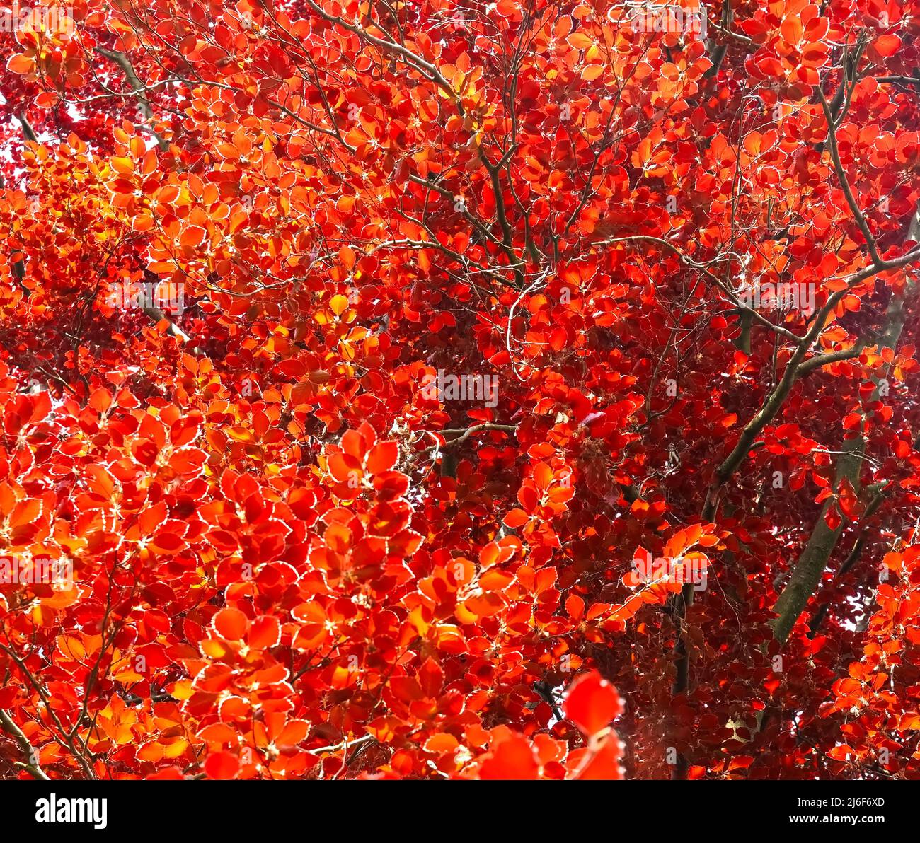 Red copper european breech tree sylvatica forma purpurea Stock Photo ...