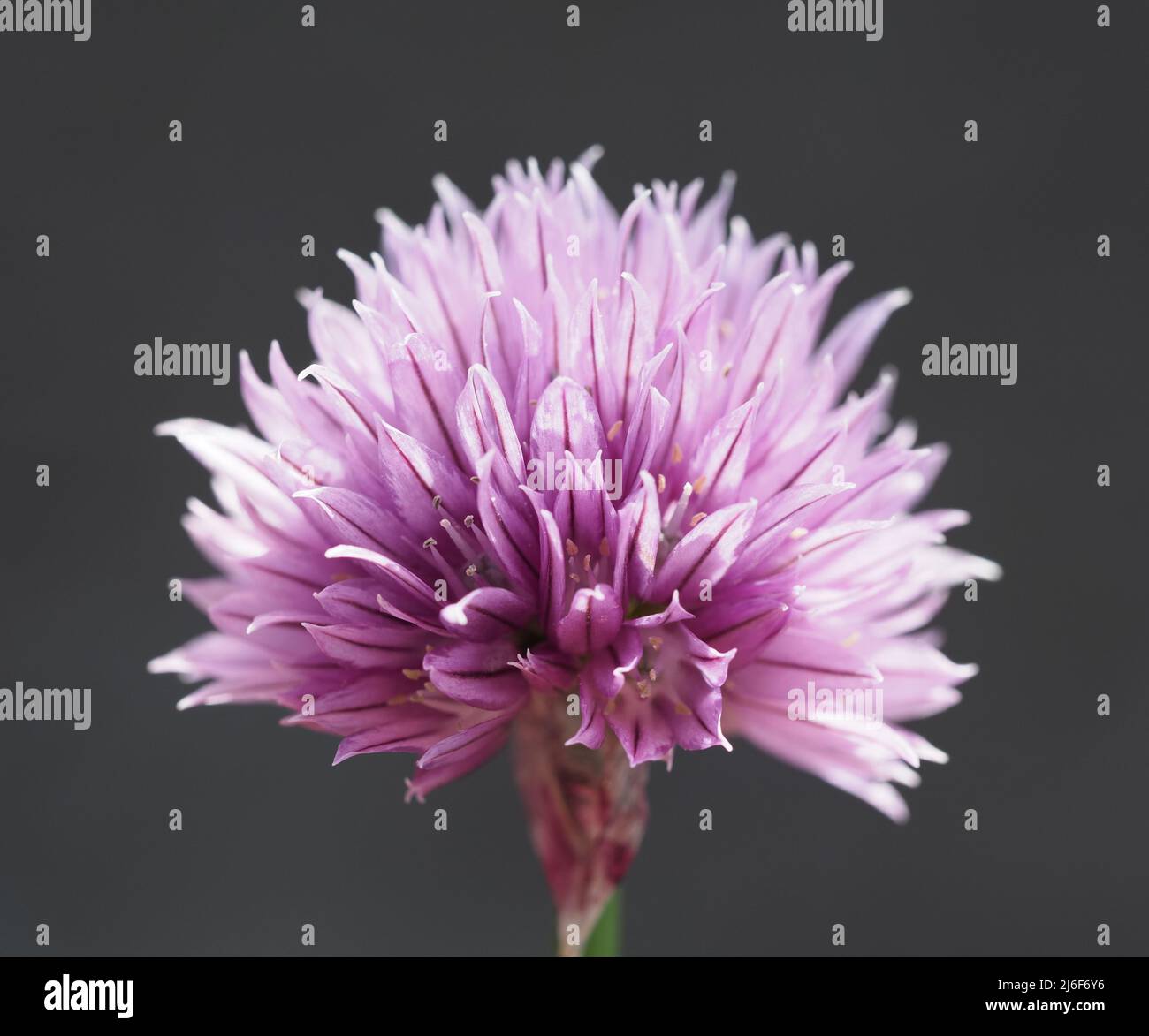 Macro shot of the flower of the herb, Allium schoenoprasum, known as ...