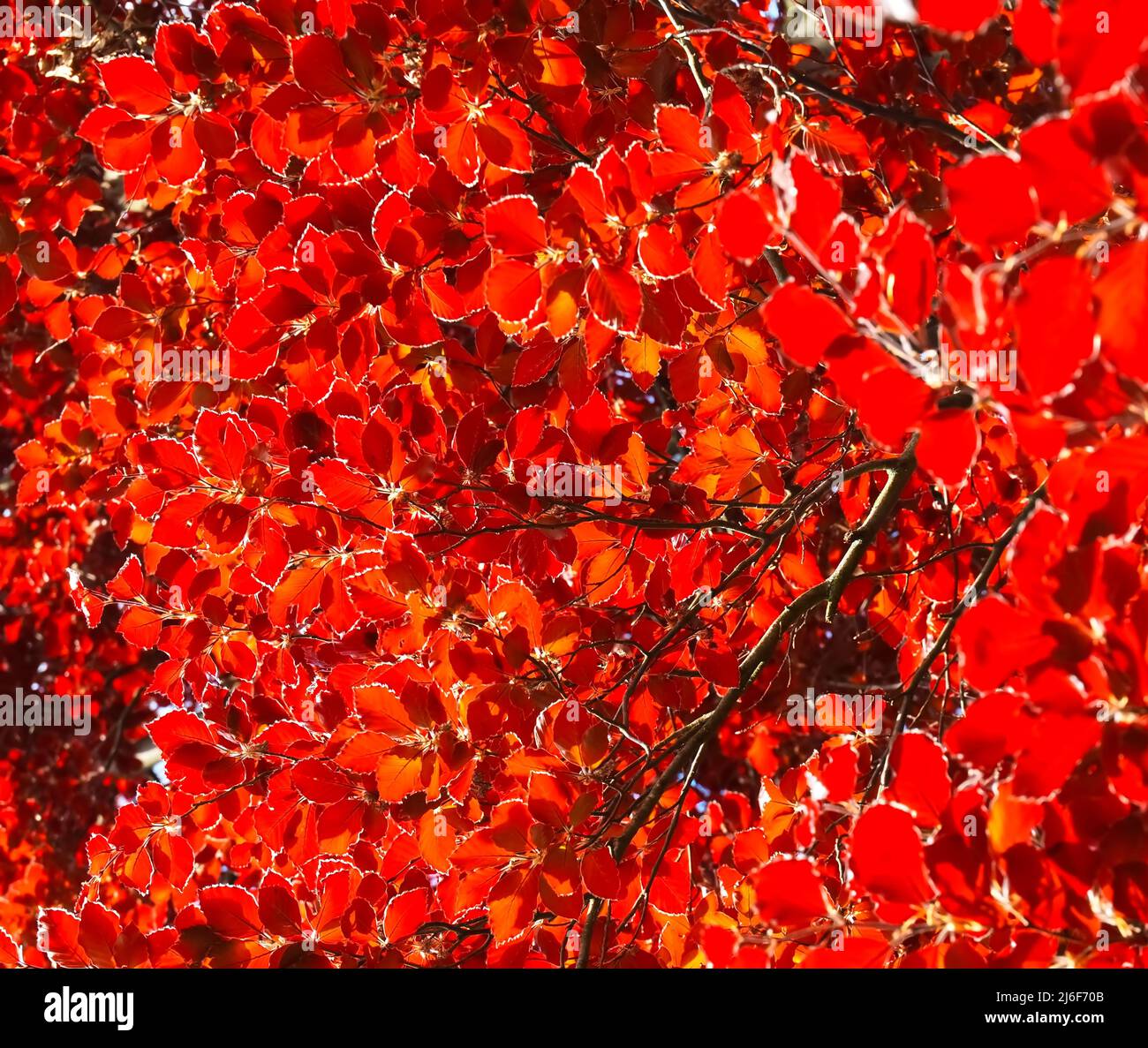 Red copper european breech tree sylvatica forma purpurea Stock Photo ...