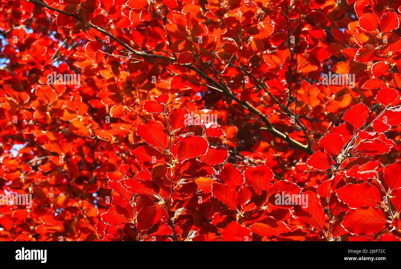 Red copper european breech tree sylvatica forma purpurea Stock Photo ...