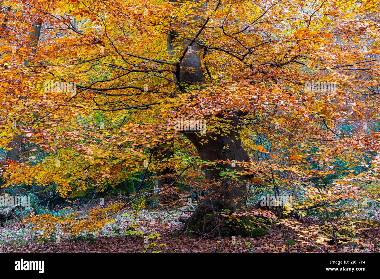 Oak tree mast hi-res stock photography and images - Alamy