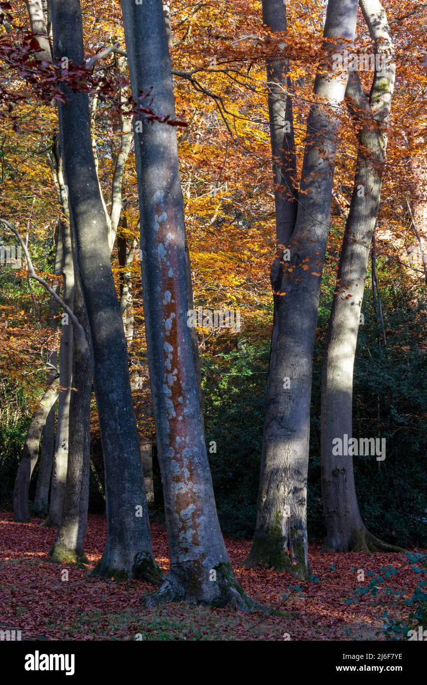 Silver beech tree hi-res stock photography and images - Alamy
