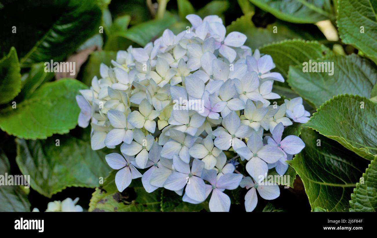 Beautiful closeup view of flowers of Hydrangea macrophylla with natural ...