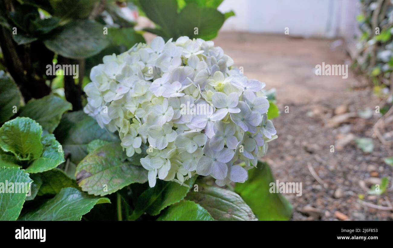Beautiful closeup view of flowers of Hydrangea macrophylla with natural ...