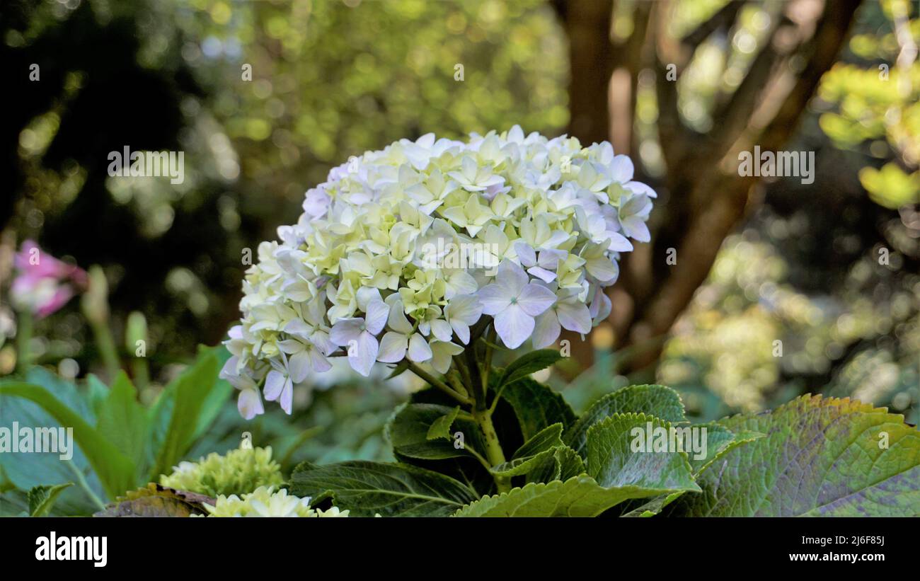 Beautiful closeup view of flowers of Hydrangea macrophylla with natural ...