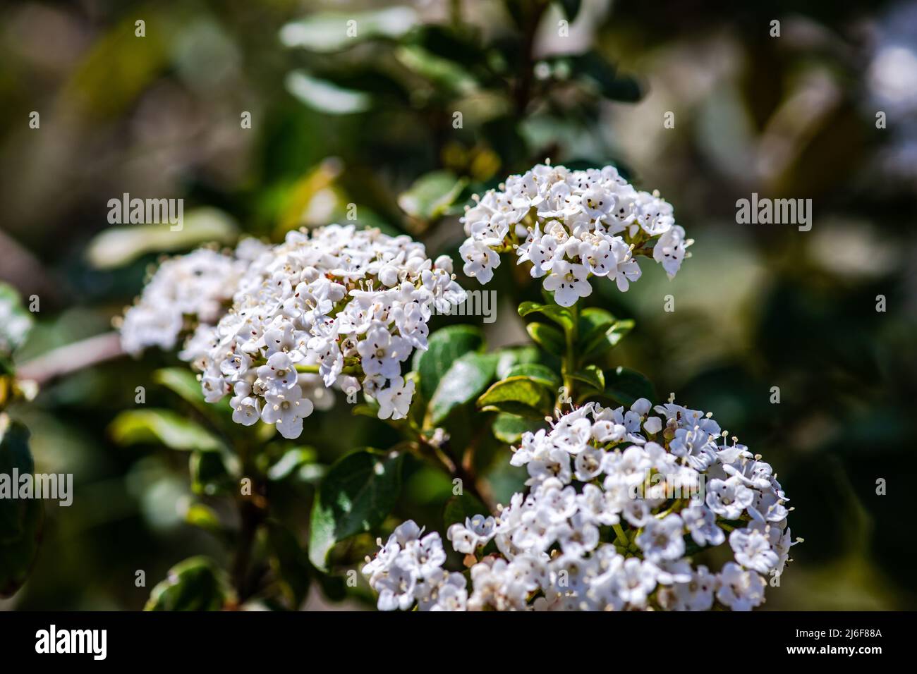 Purple lantana bush flower plant hi-res stock photography and images ...