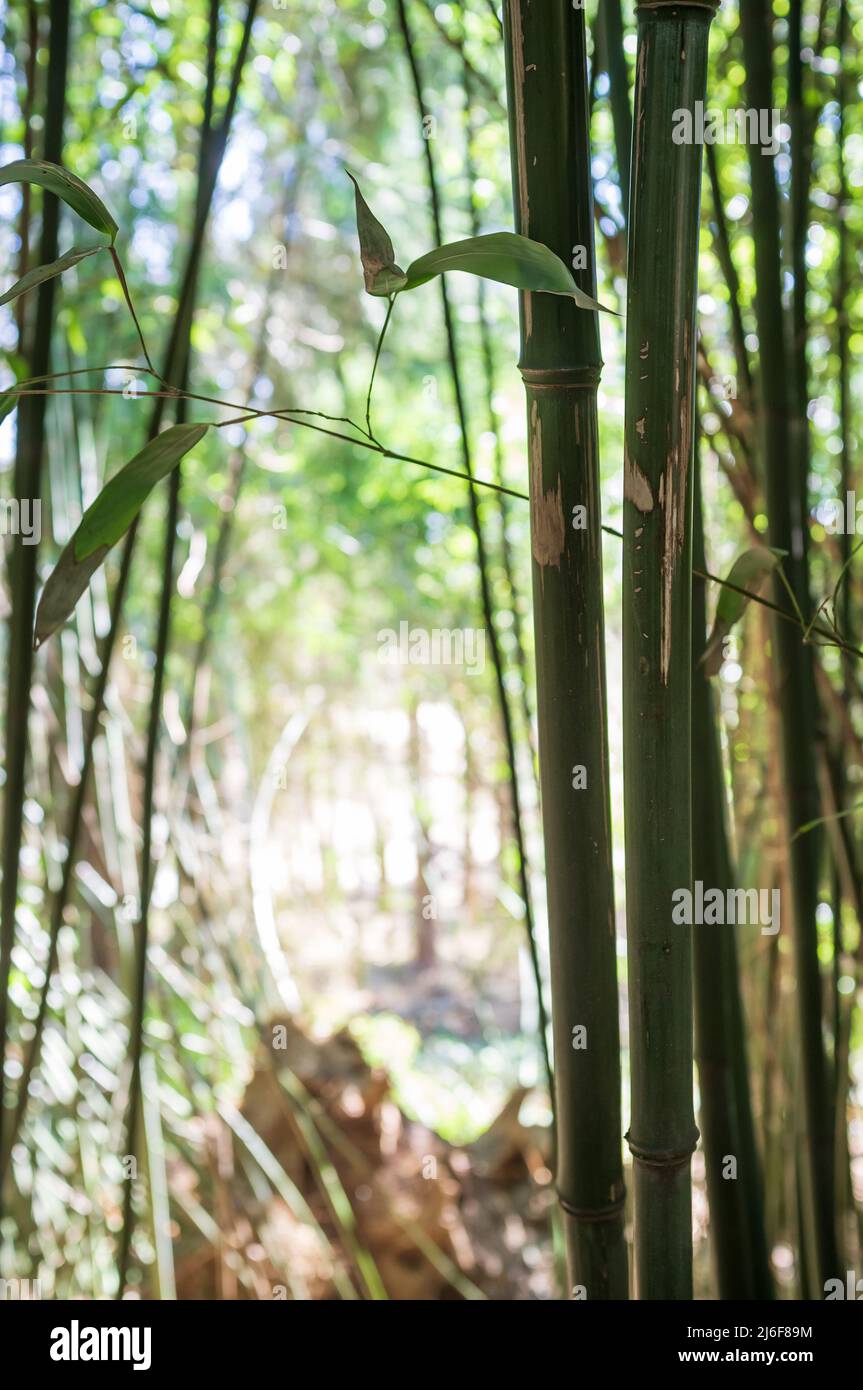 Bamboo plants on a green background, in a greenhouse in daylight Stock ...
