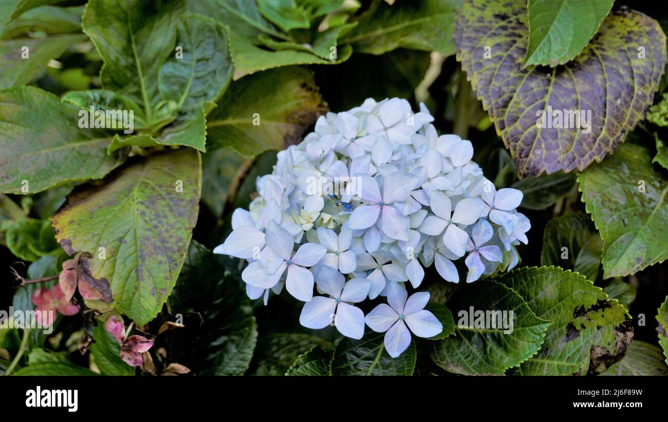 Beautiful closeup view of flowers of Hydrangea macrophylla with natural ...