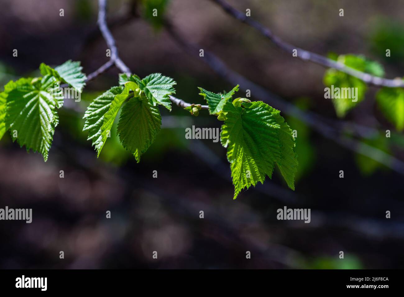 First green leaves of nut tree in the sunny day in forest Stock Photo ...