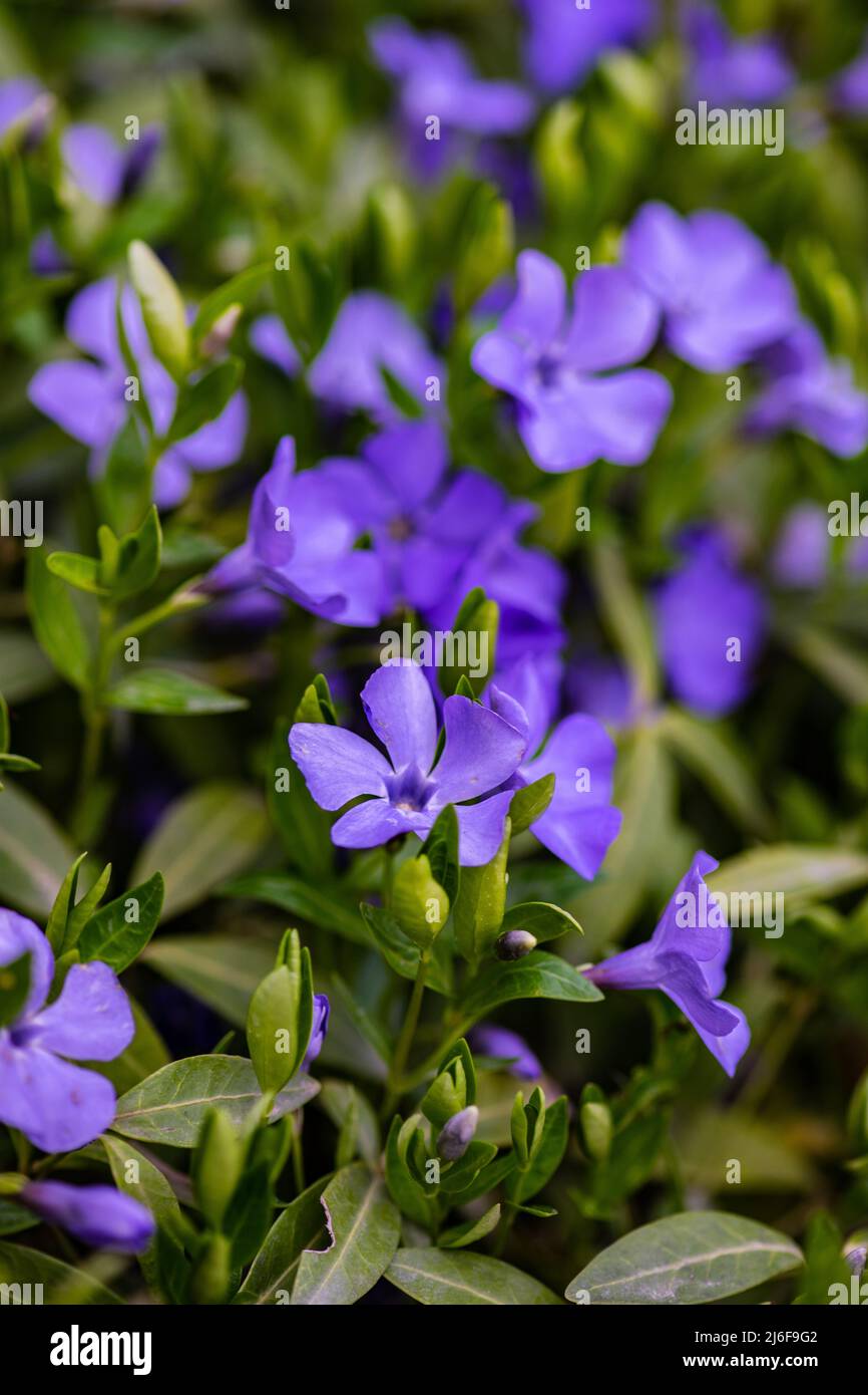 Beautiful blue flowers of Vinca plant in a summertime garden Stock ...